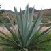 Â¿CÃºales son los agaves que se utilizan para el tequila y el mezcal ...