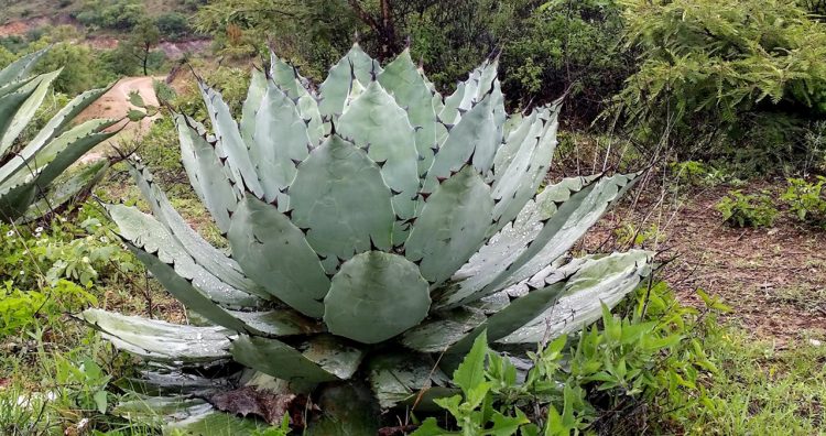 Â¿CÃºales son los agaves que se utilizan para el tequila y el mezcal ...