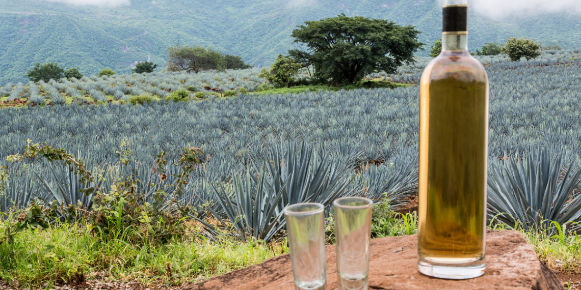 Bebidas Destiladas de Agave en MÃ©xico: Descubre sus Secretos Ocultos ...